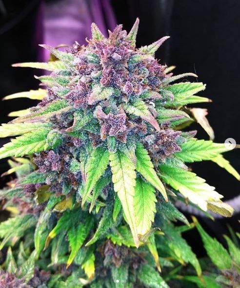 Foop Organic Biosciences nutrient producer info - GrowDiaries