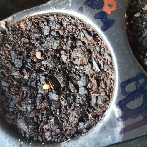 Fast Buds Blue Dream Auto grow journal by Melbournegrown - GrowDiaries