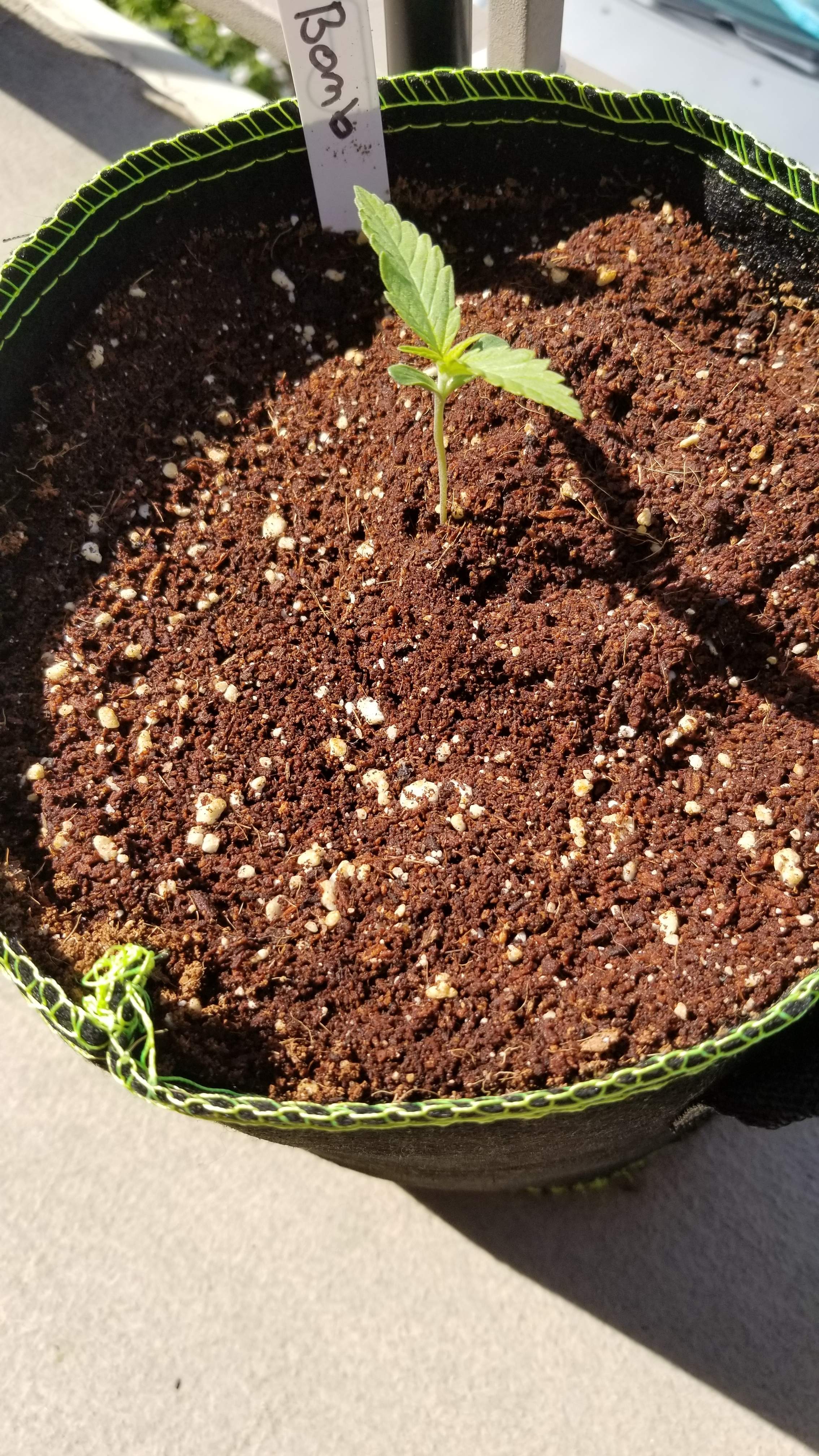 Bomb Seeds THC Bomb Auto 2 grow diary (journal) week2 by Ga4rd2en0er ...