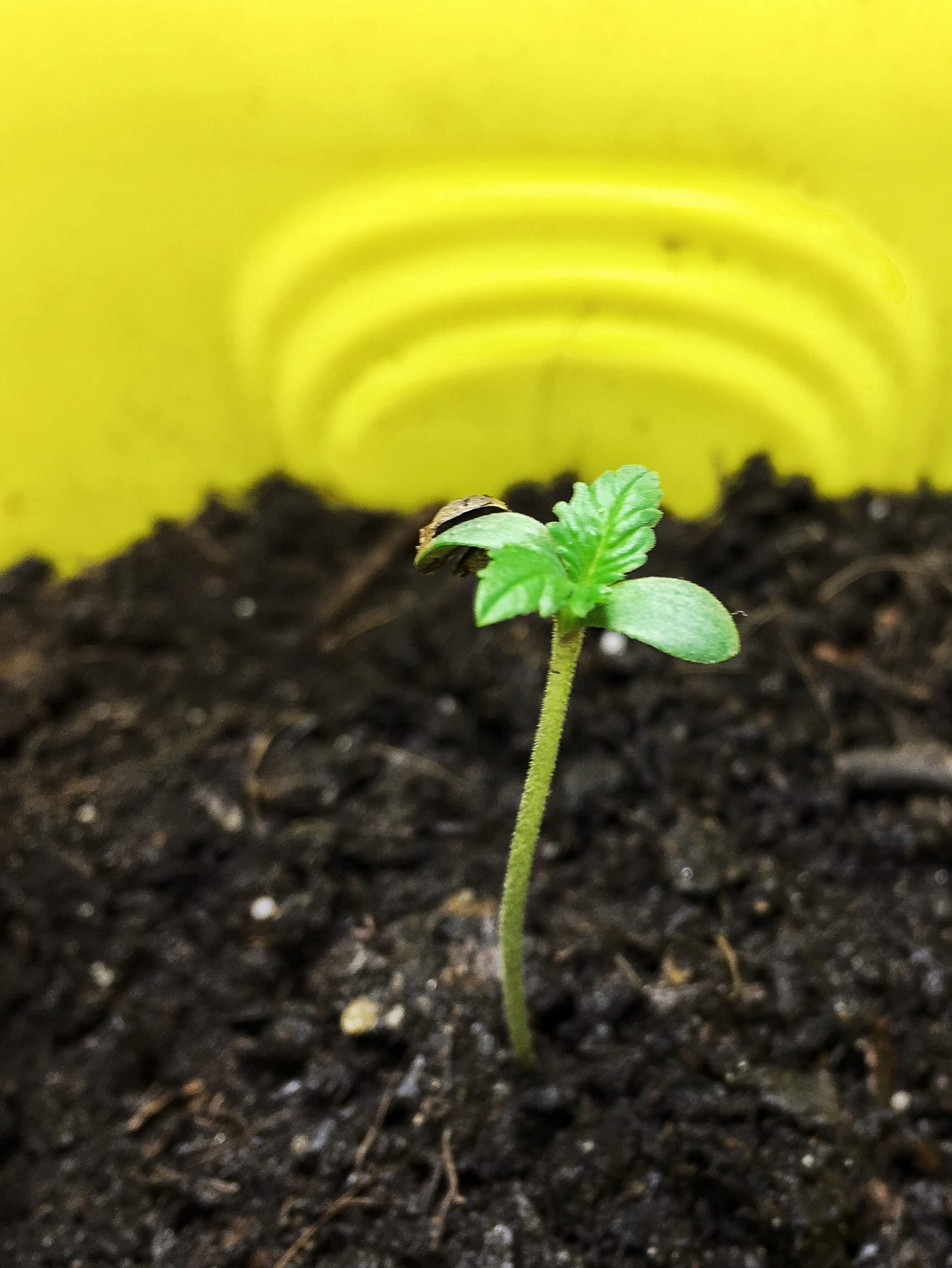 Magic Beans grow diary (journal) week2 by EveryGrow - GrowDiaries