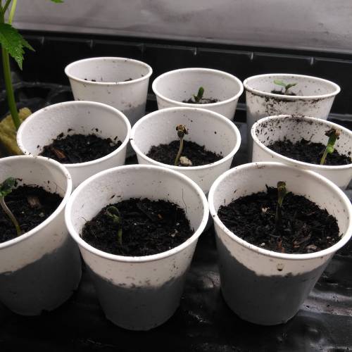 Custom Breeder & Strain Blue Tangie grow journal by ChevySwish ...