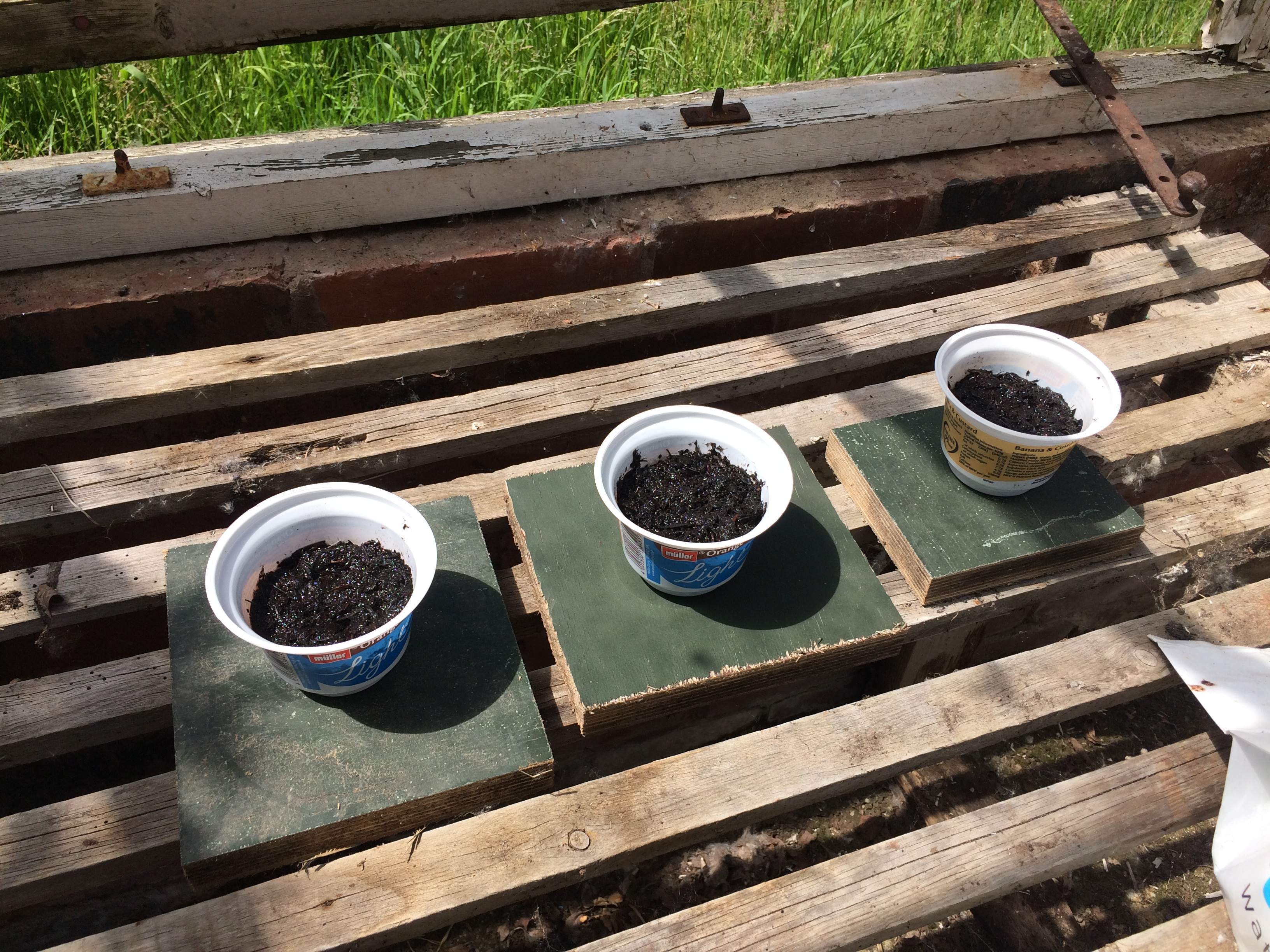 Fast Buds Fastberry Auto, Green Crack grow diary (journal) week1 by ...