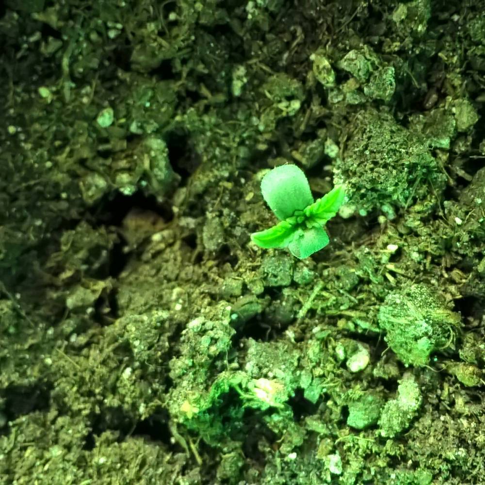 Fast Buds Crystal METH grow journal by Baelro - GrowDiaries