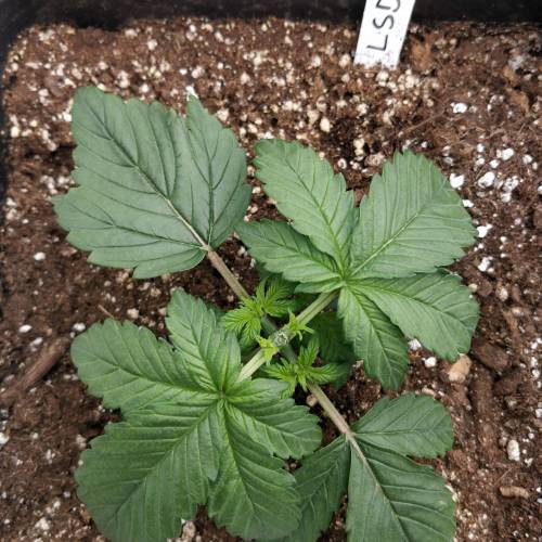 Zkittlez Auto, Lemon AK Auto, Gorilla Auto, LSD-25 Auto, Pineapple ...