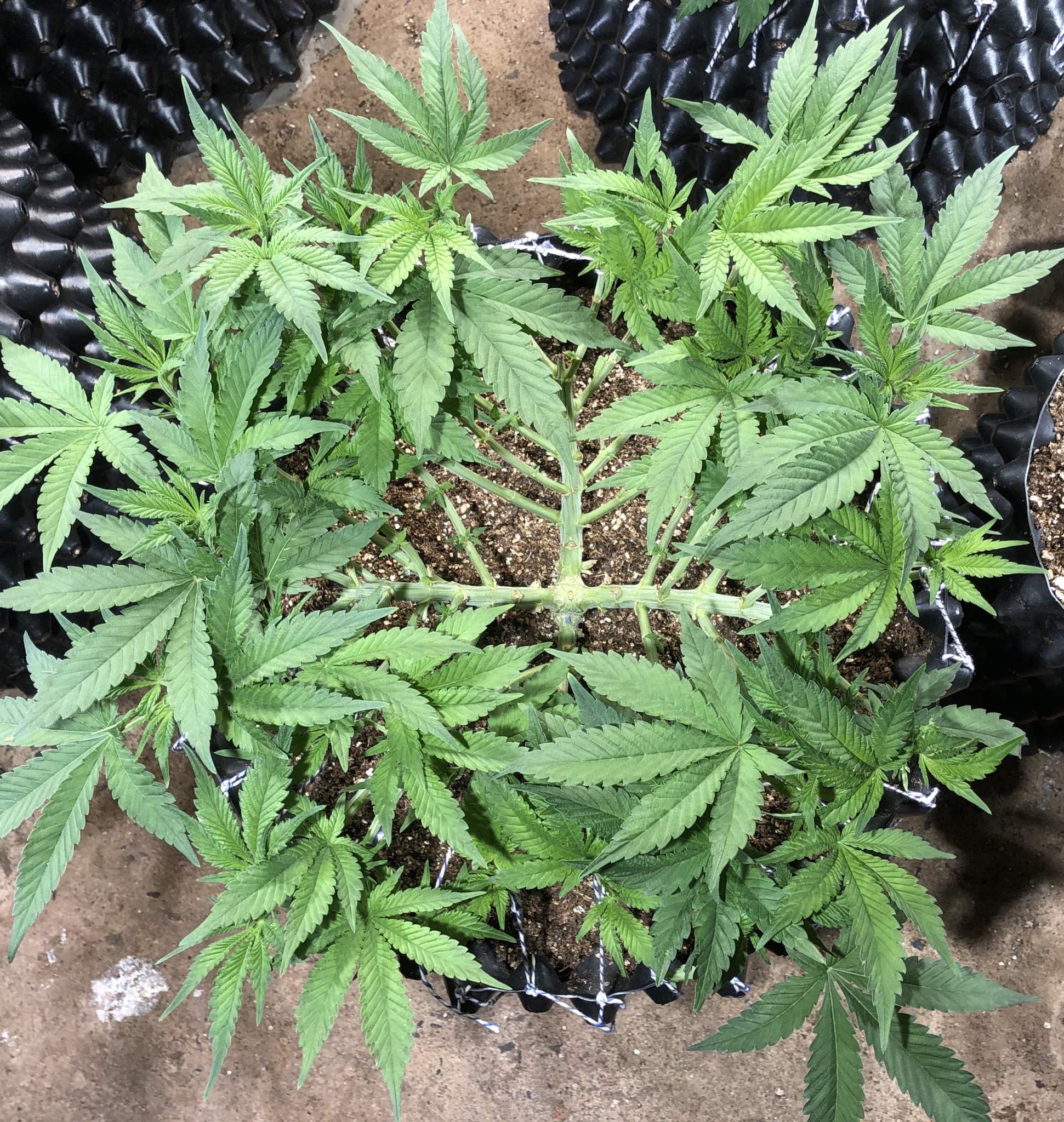 Jesus OG 18 grow diary (journal) week8 by Bengrowerbr - GrowDiaries