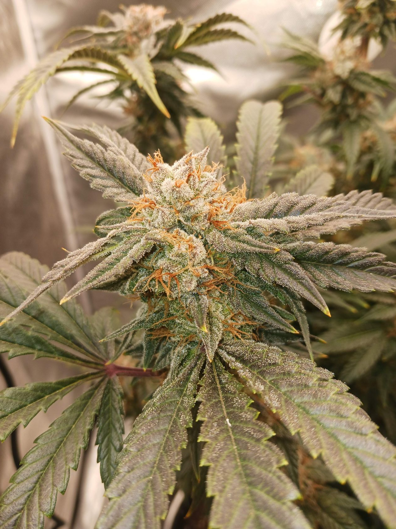 Purple Ghost Candy / Seedsman: photos - GrowDiaries