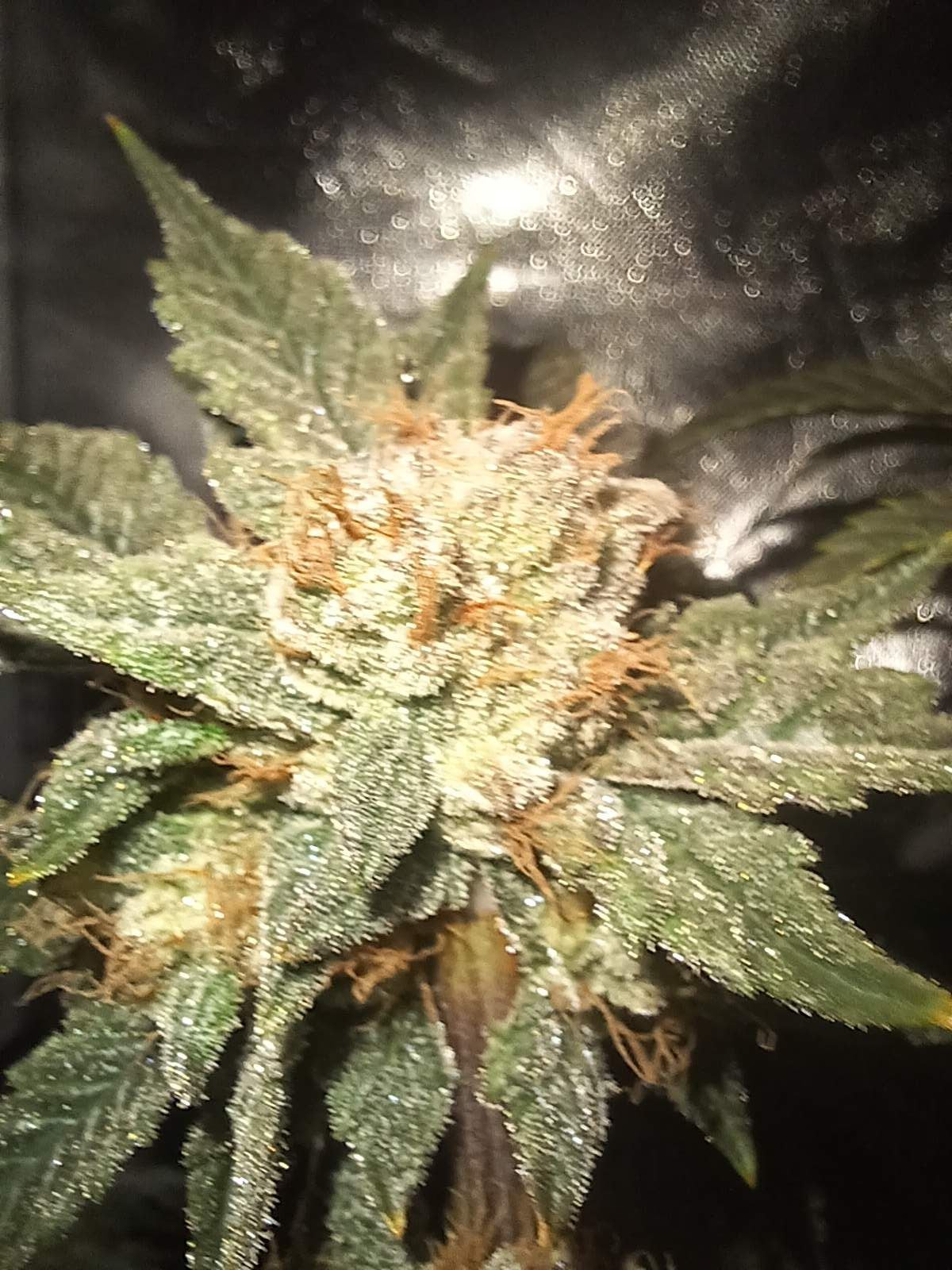 Purple Ghost Candy / Seedsman: photos - GrowDiaries