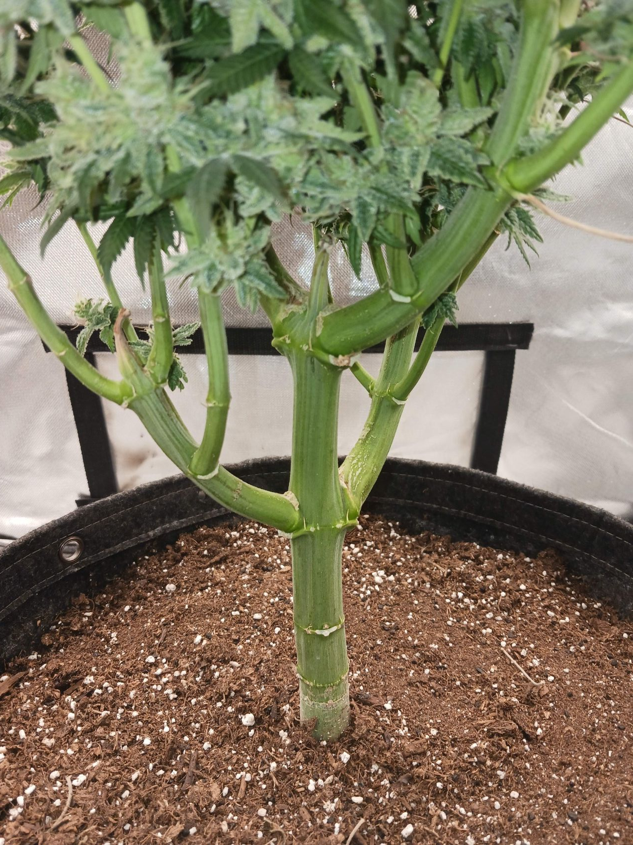Purple Ghost Candy / Seedsman: photos - GrowDiaries