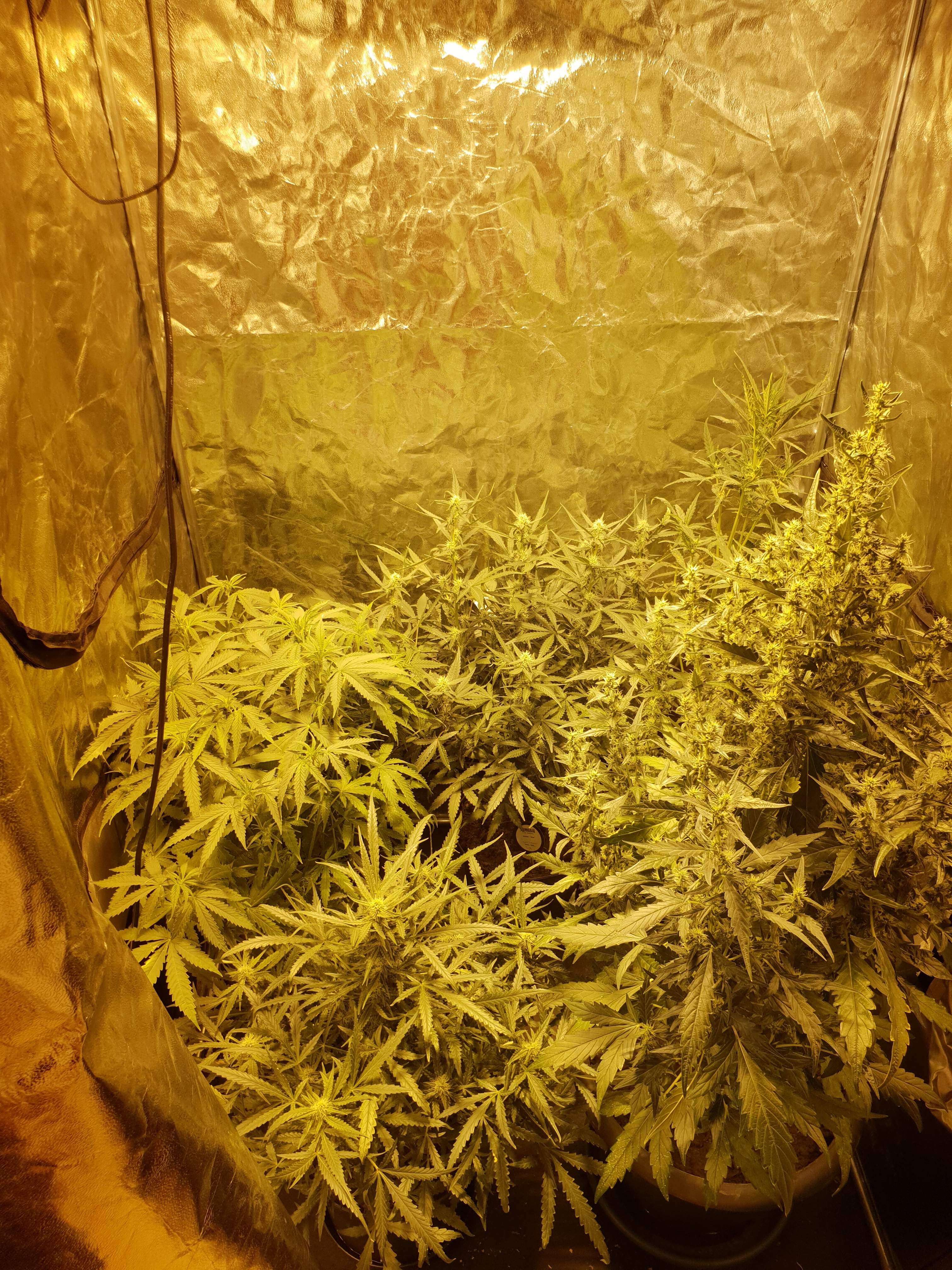 BulkSeedBank Auto Bubblegum Extra, Green House Seed Co. Holy Punch ...