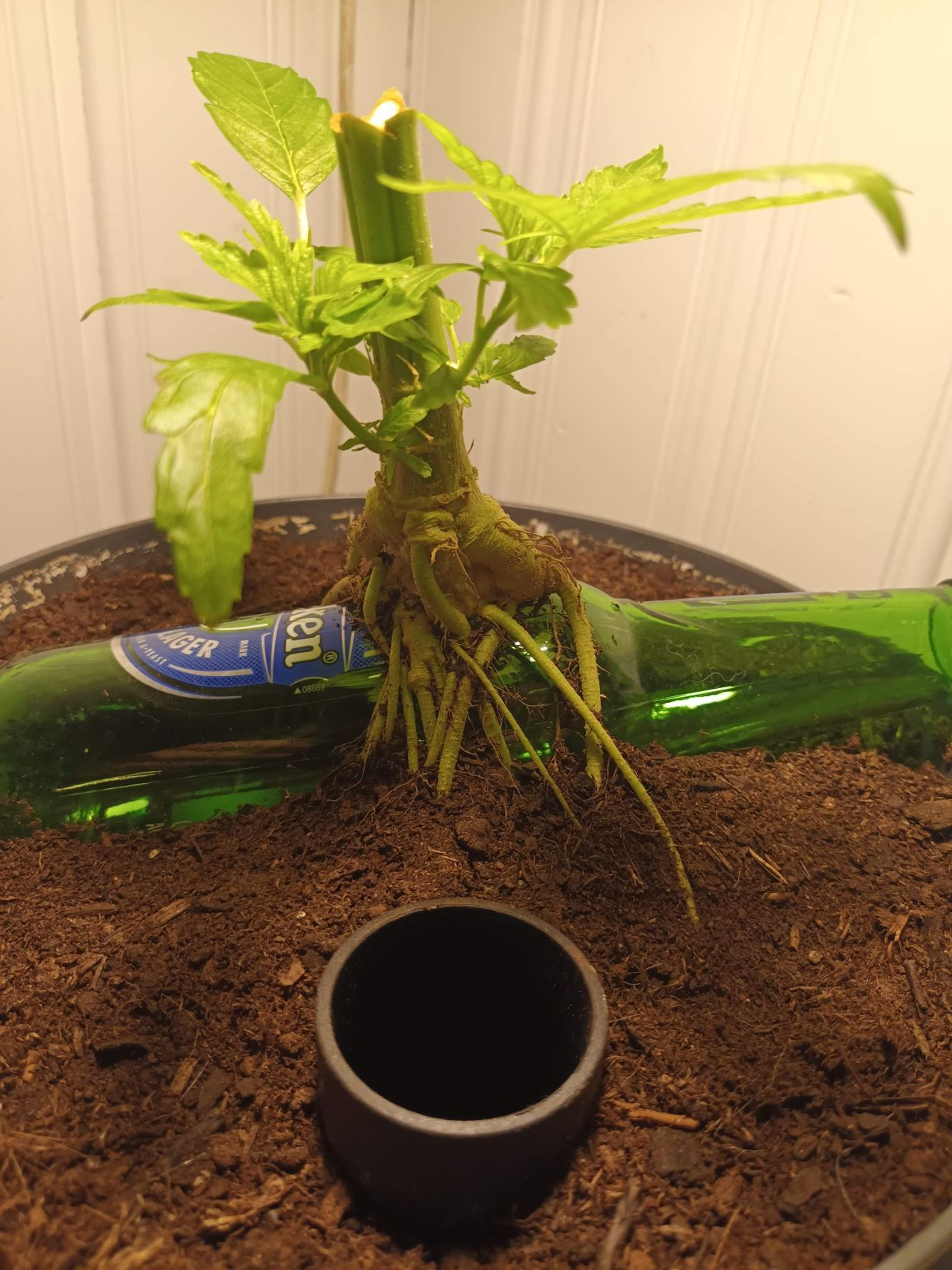 Reserva Privada OG Kush grow diary (journal) week3 by Hattiwatti ...