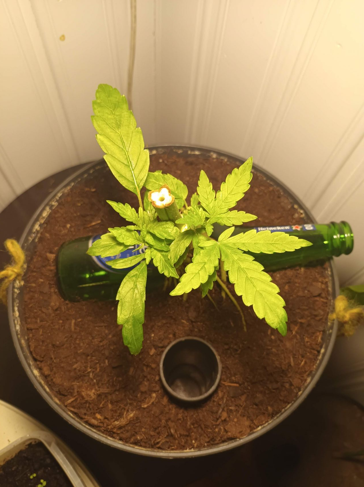 Reserva Privada OG Kush grow diary (journal) week3 by Hattiwatti ...