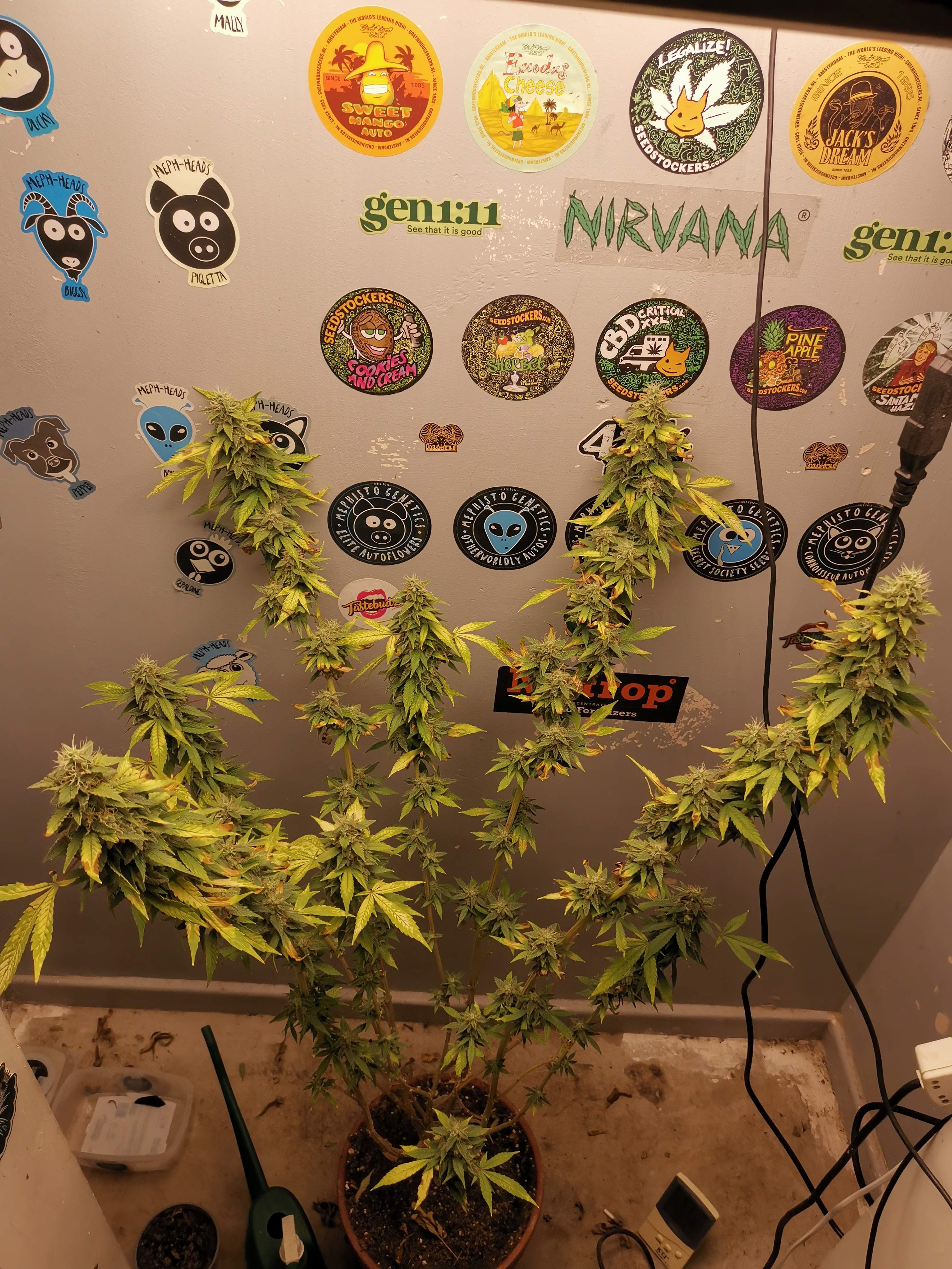 Emerald Triangle Seeds Candyland grow diary (journal) harvest20 by ...