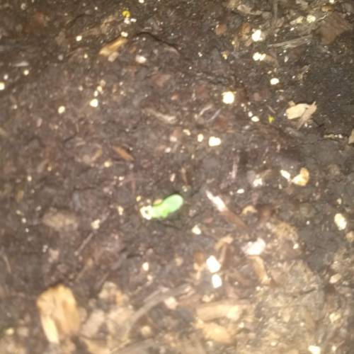 Fast Buds LSD-25 Auto grow journal by Burd109 - GrowDiaries