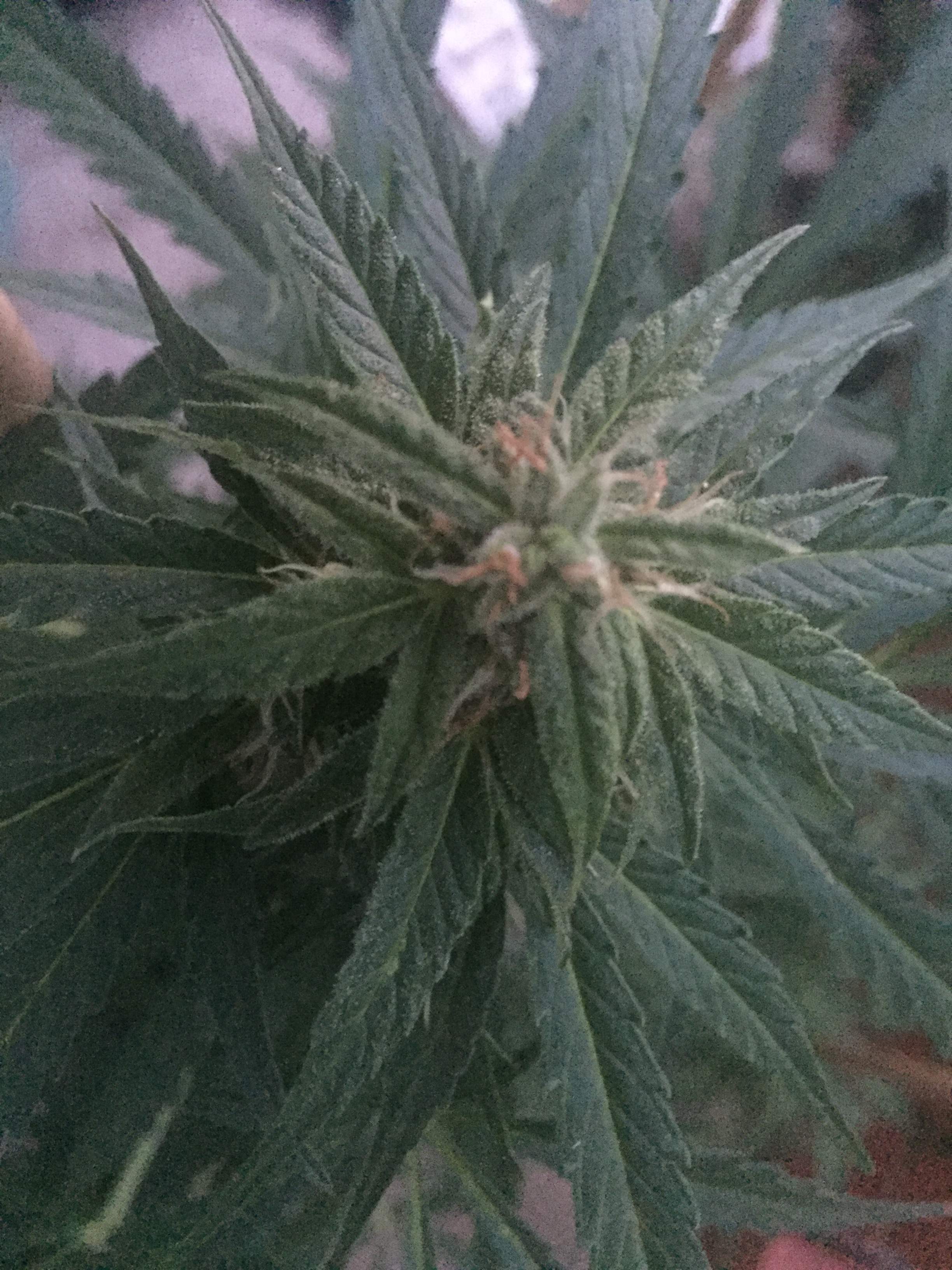 Seedstockers BCN Critical XXL Autoflower grow diary (journal) week10 by ...