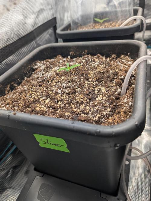 Slimer Round 3 grow journal by Grow_for_Happiness - GrowDiaries