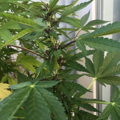 Auto Purple grow journal by ChoppedbyUshcobar - GrowDiaries