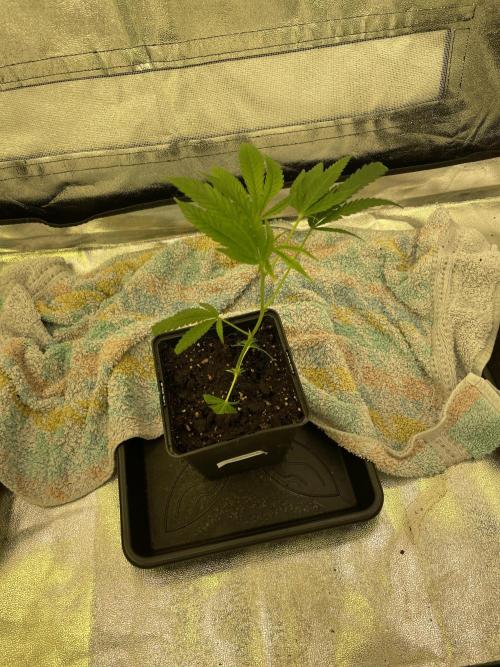 Runtz x Layer Cake / Jack Herer / Amnesia Haze Core Cut // 120x60 ...