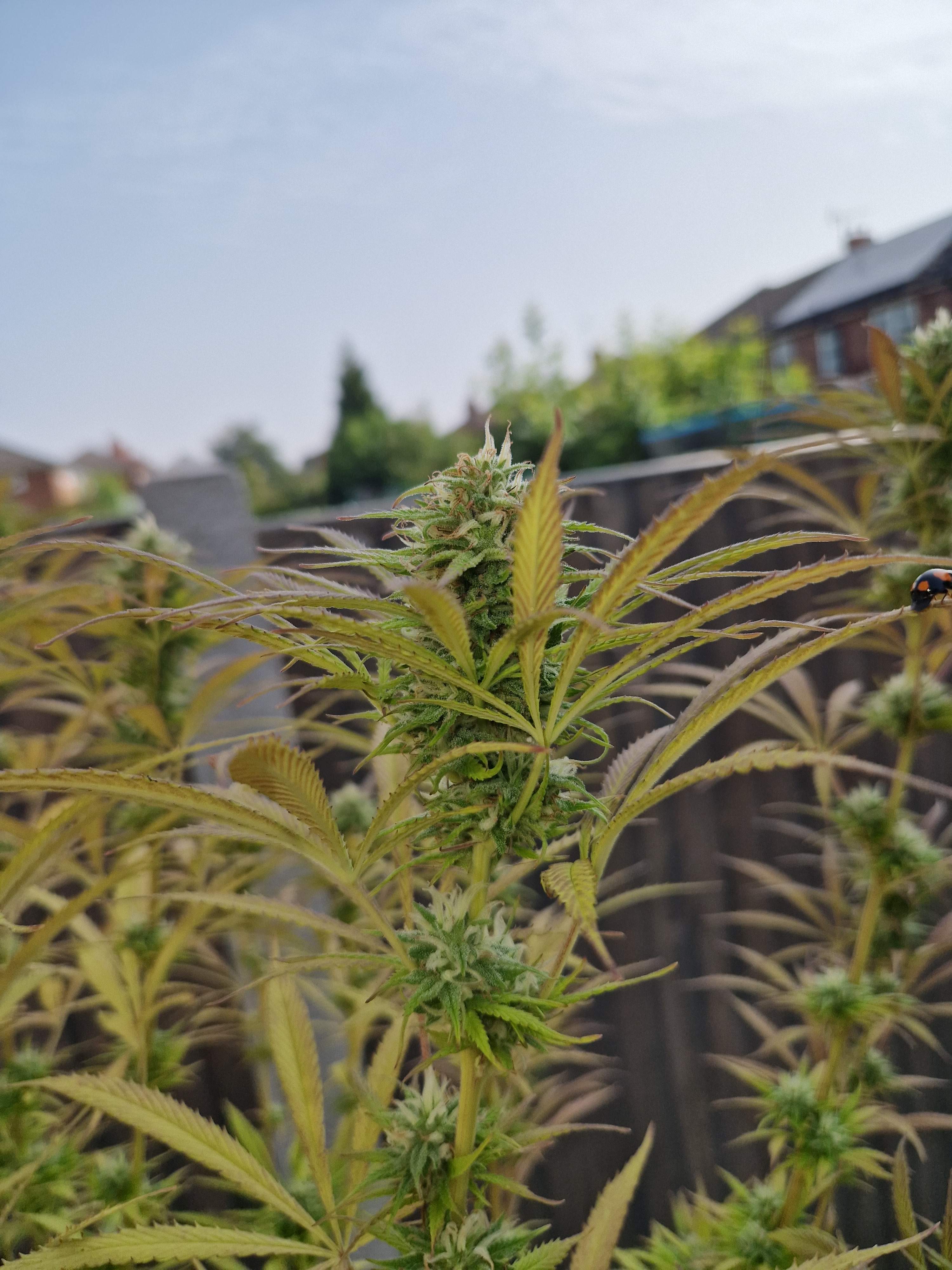 Bruce Cookies Grow Diary : Girl Scout Cookies Auto Cannabis Strain Week ...