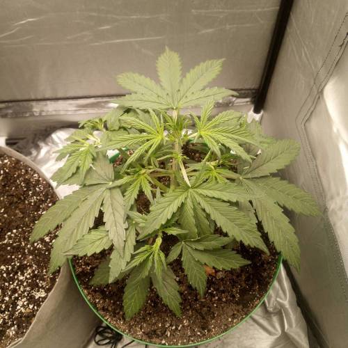 BCN Critical XXL Autoflower, Auto Mazar, Stress Killer Automatic CBD ...