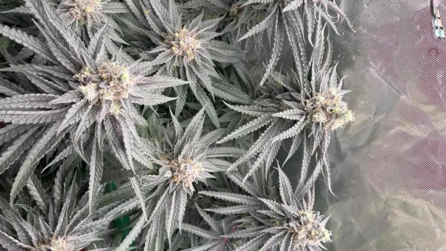 Granddaddy Purple Cannabis Strain Information - GrowDiaries