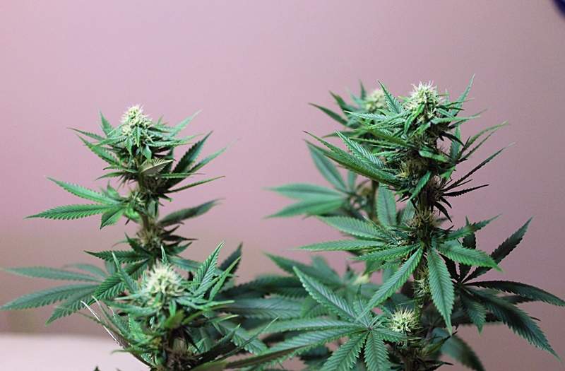 Blue Monkey, OG Kush grow diary (journal) week12 by closetGrow ...