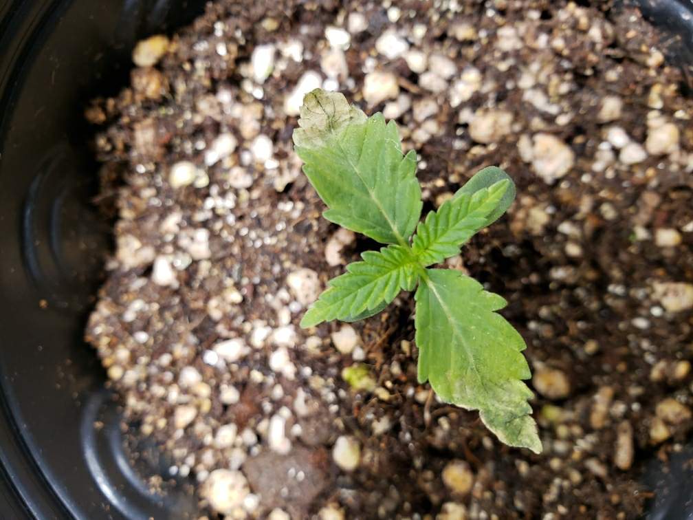 I'm going bad grow question by Elemental - GrowDiaries