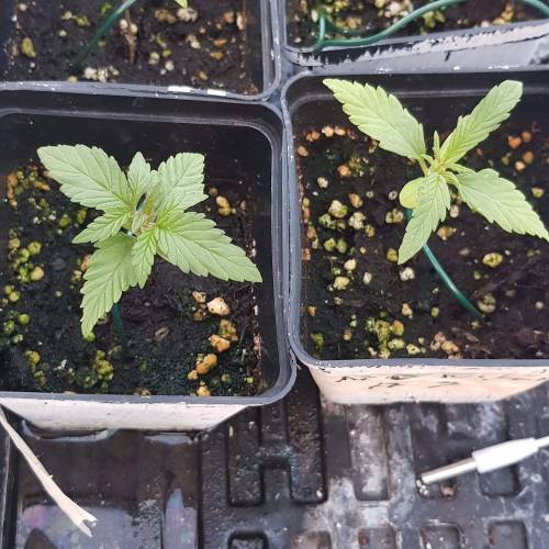 grow journal by Paglia - GrowDiaries