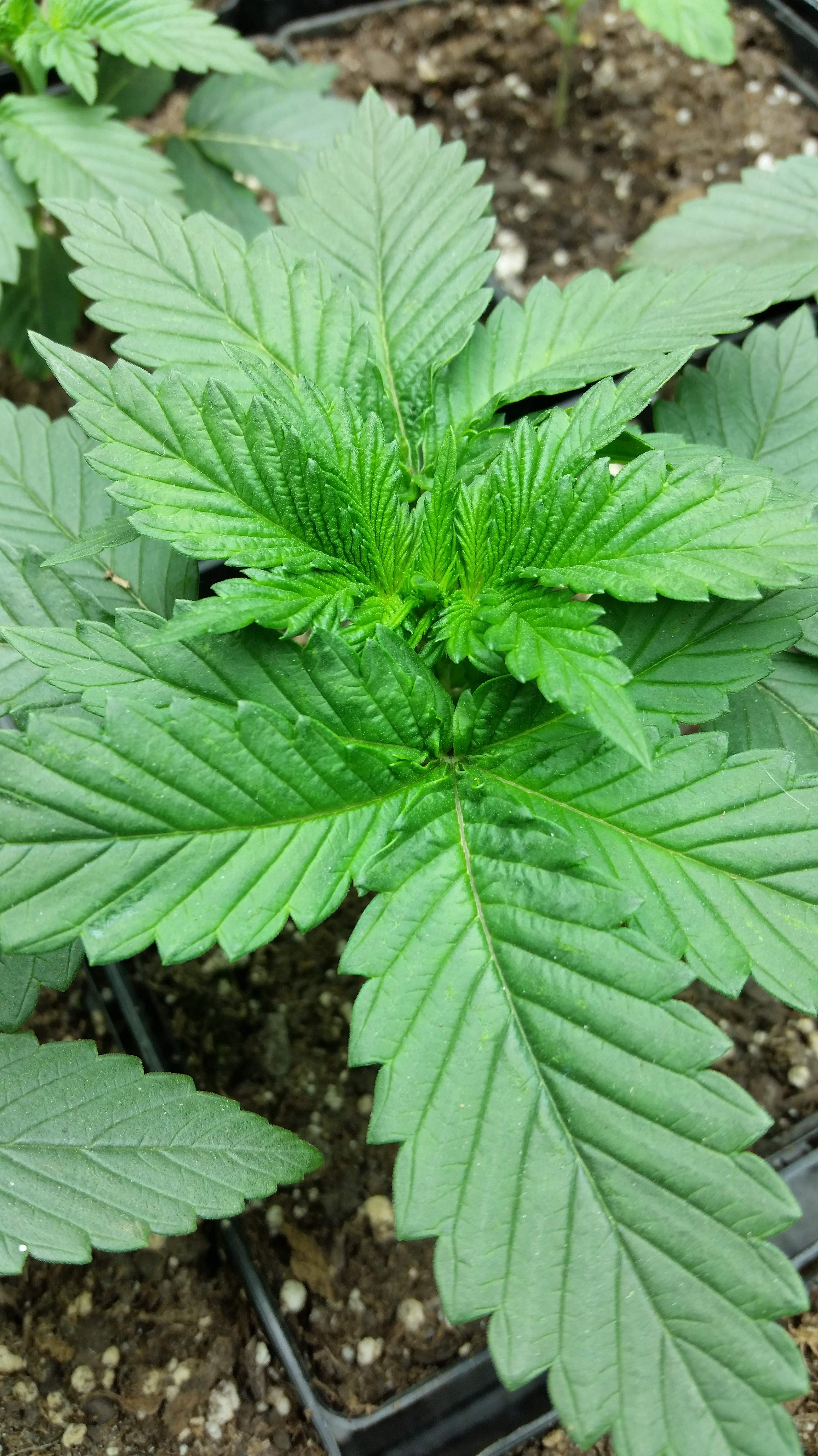 Sour OG grow diary (journal) week2 by Seb - GrowDiaries