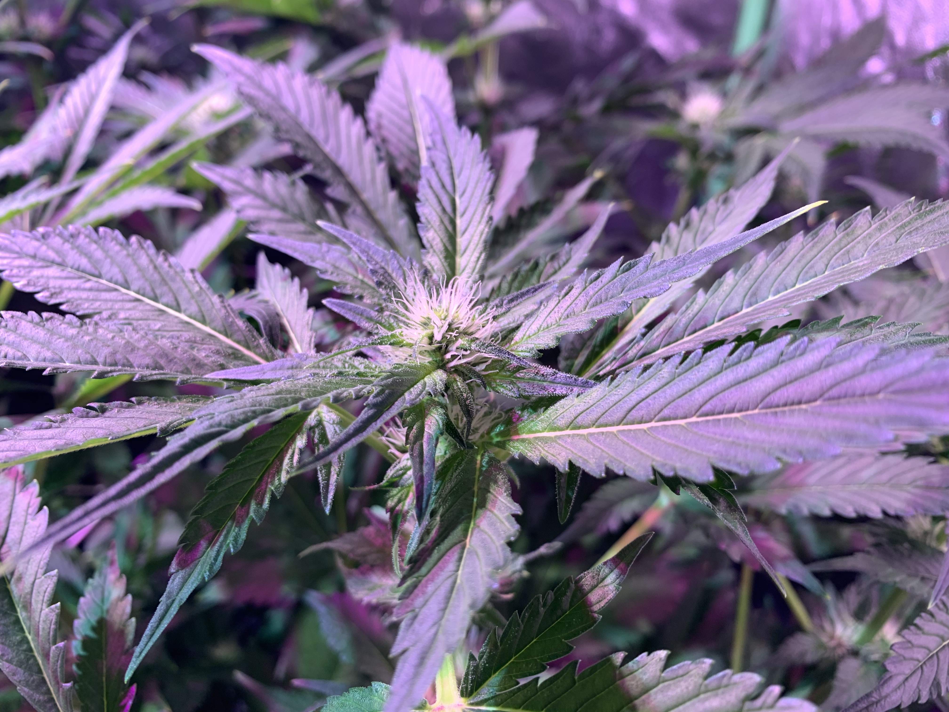 Seedsman Gelat.OG grow diary (journal) week10 by MaryJaneUSA - GrowDiaries