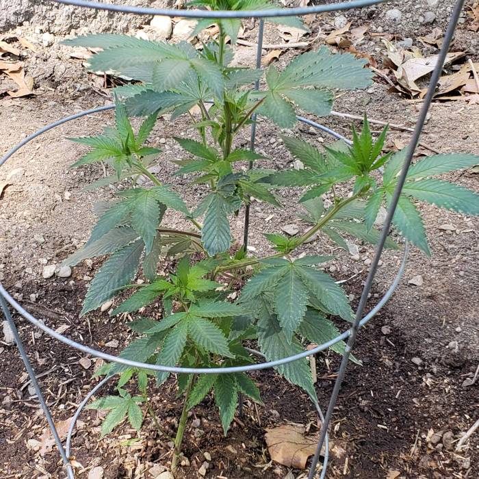 Mango Skunk, BlackJack, Girl Scout Cookies, Strawberry Kush grow ...