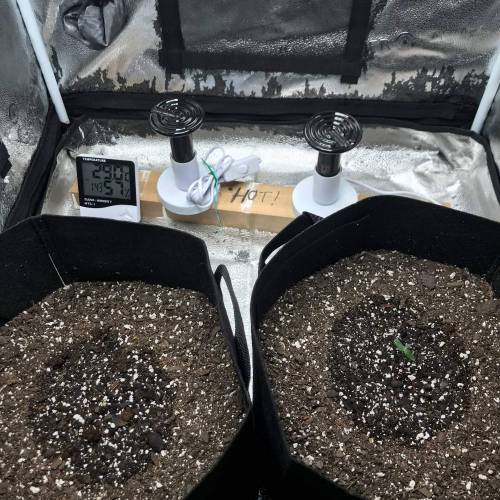 White Widow Autoflower, Fugue State grow journal by Bunglethorpe ...