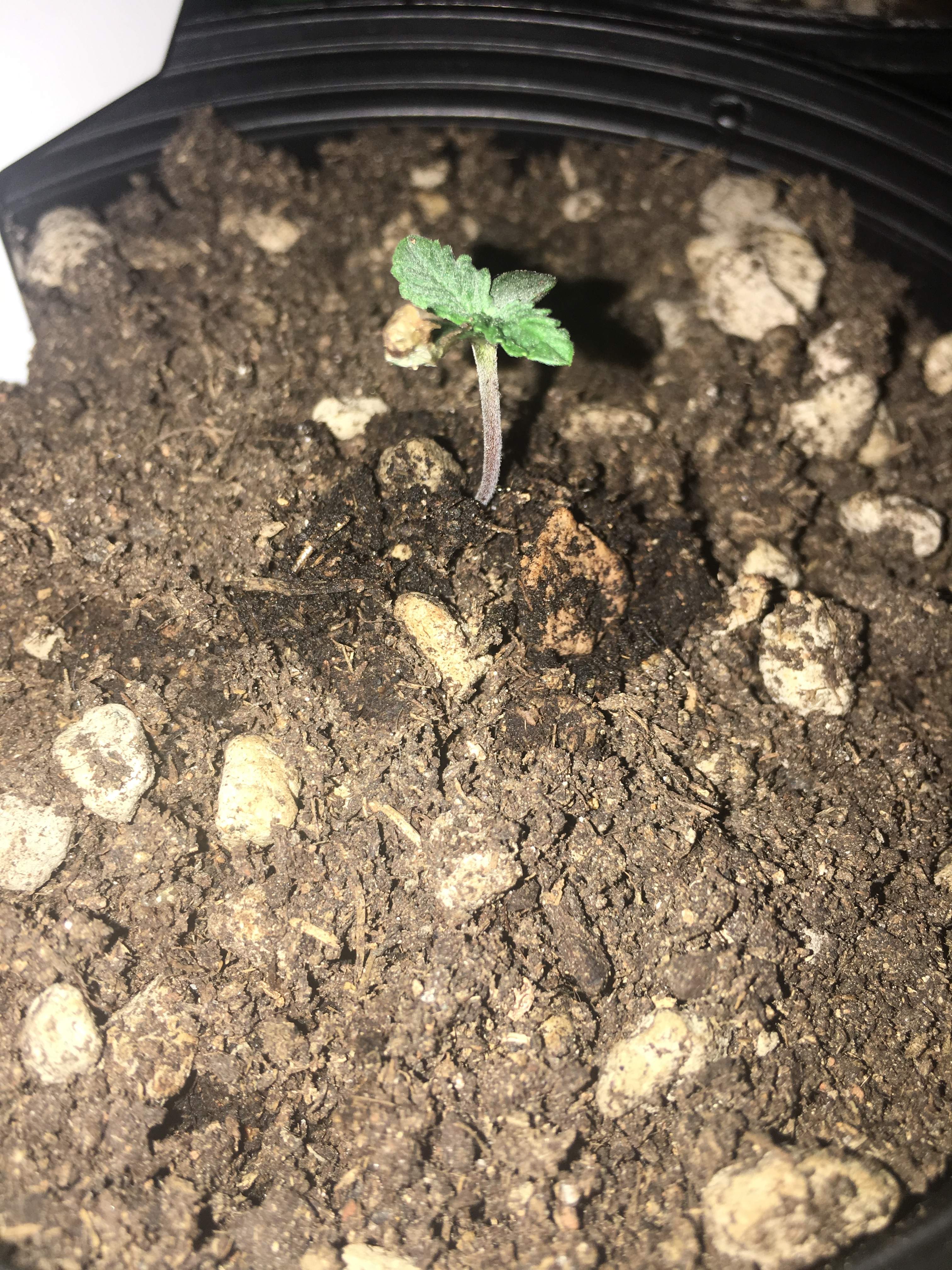 G13 Labs Gigabud, Humboldt Seed Organization Purple Trainwreck grow ...