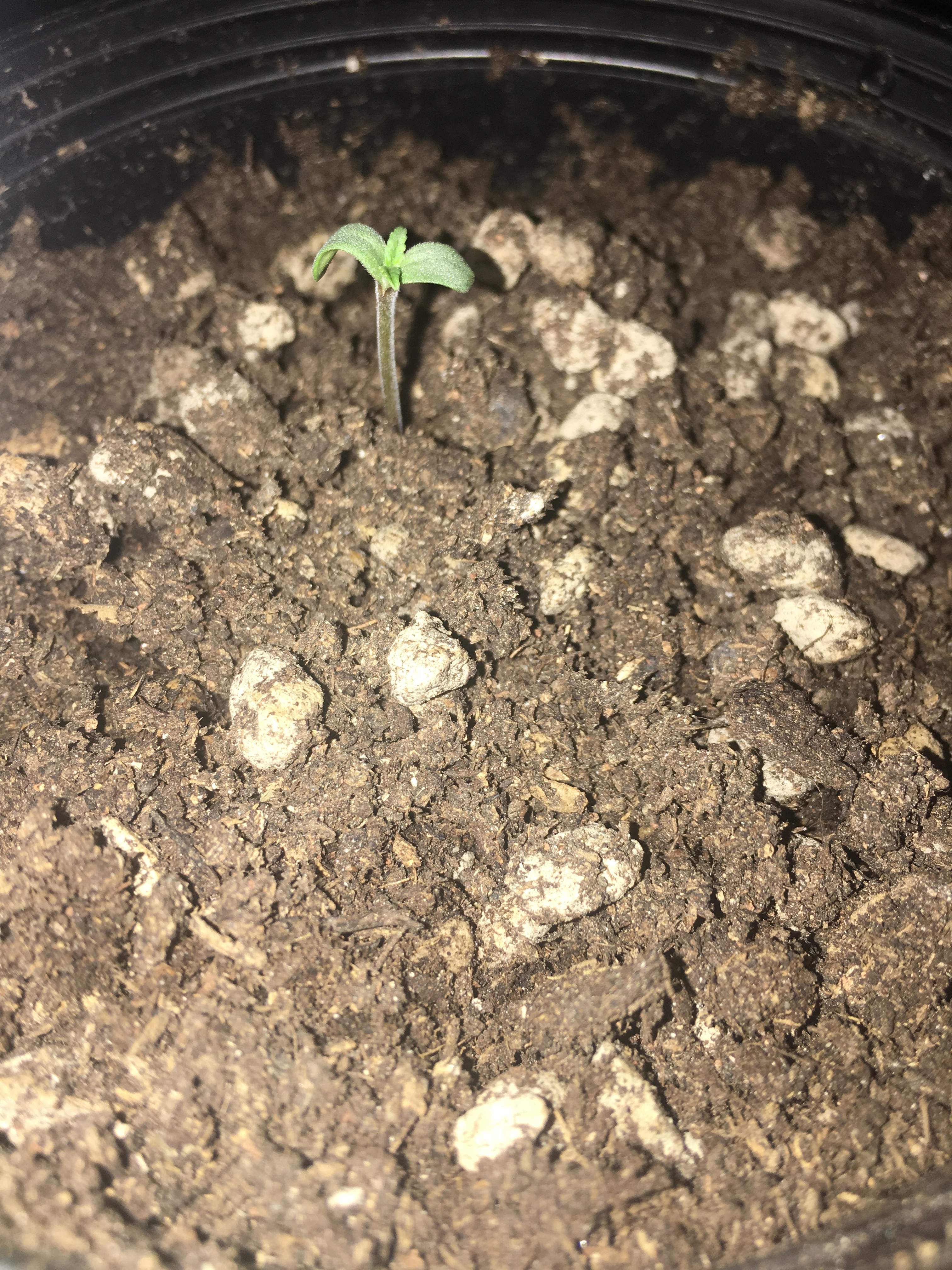 G13 Labs Gigabud, Humboldt Seed Organization Purple Trainwreck grow ...