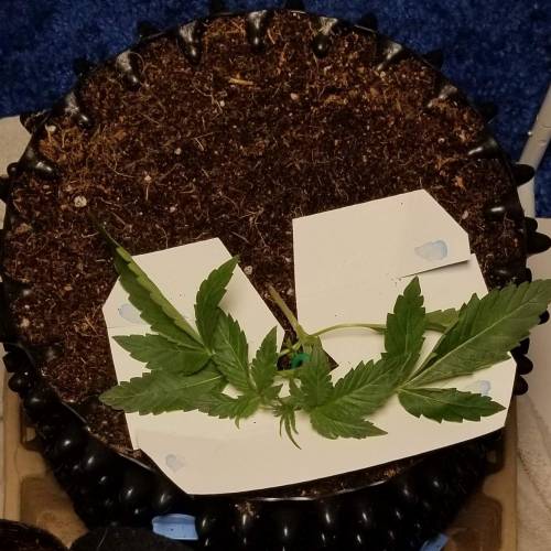 Autoflower Mephisto Double Grape grow journal by abumgro...
