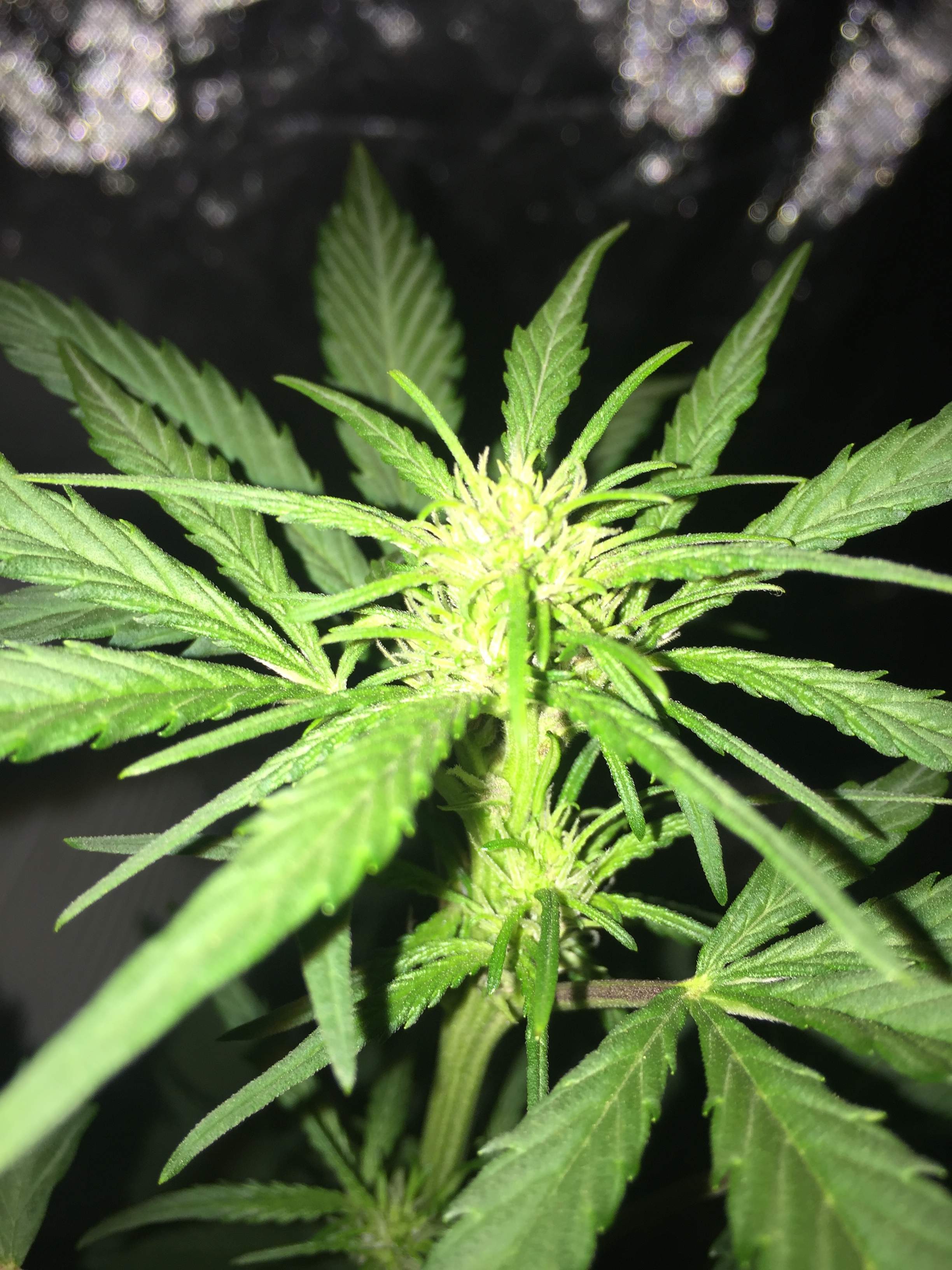 Fast Buds LSD-25 Auto grow diary (journal) week5 by LordDurugas ...