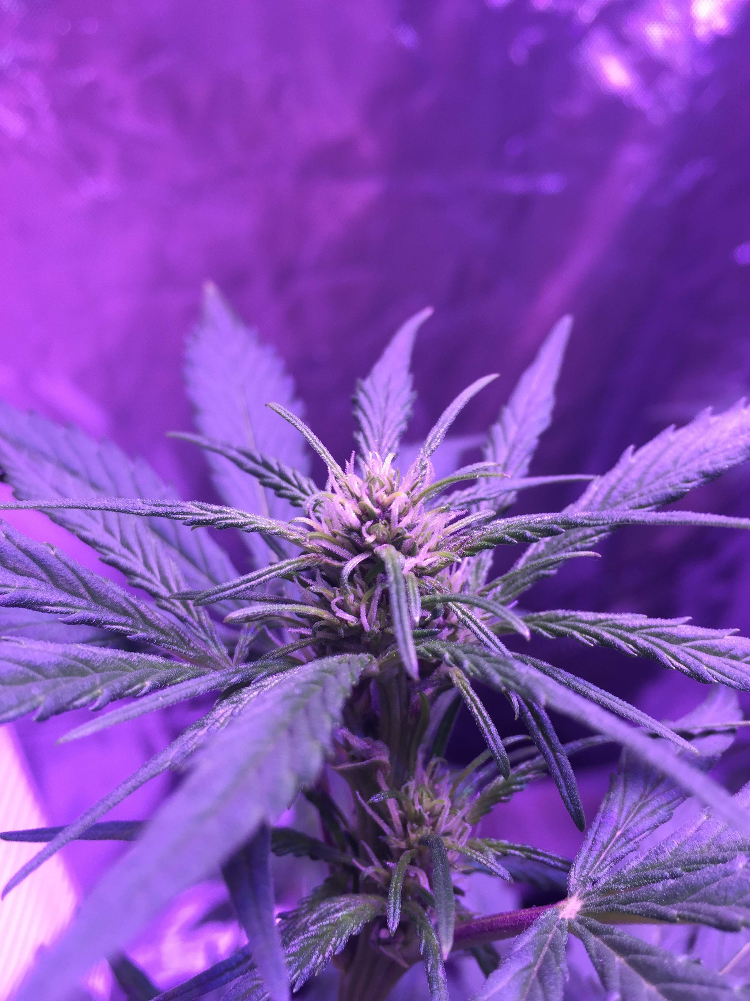 Fast Buds LSD-25 Auto grow diary (journal) week5 by LordDurugas ...