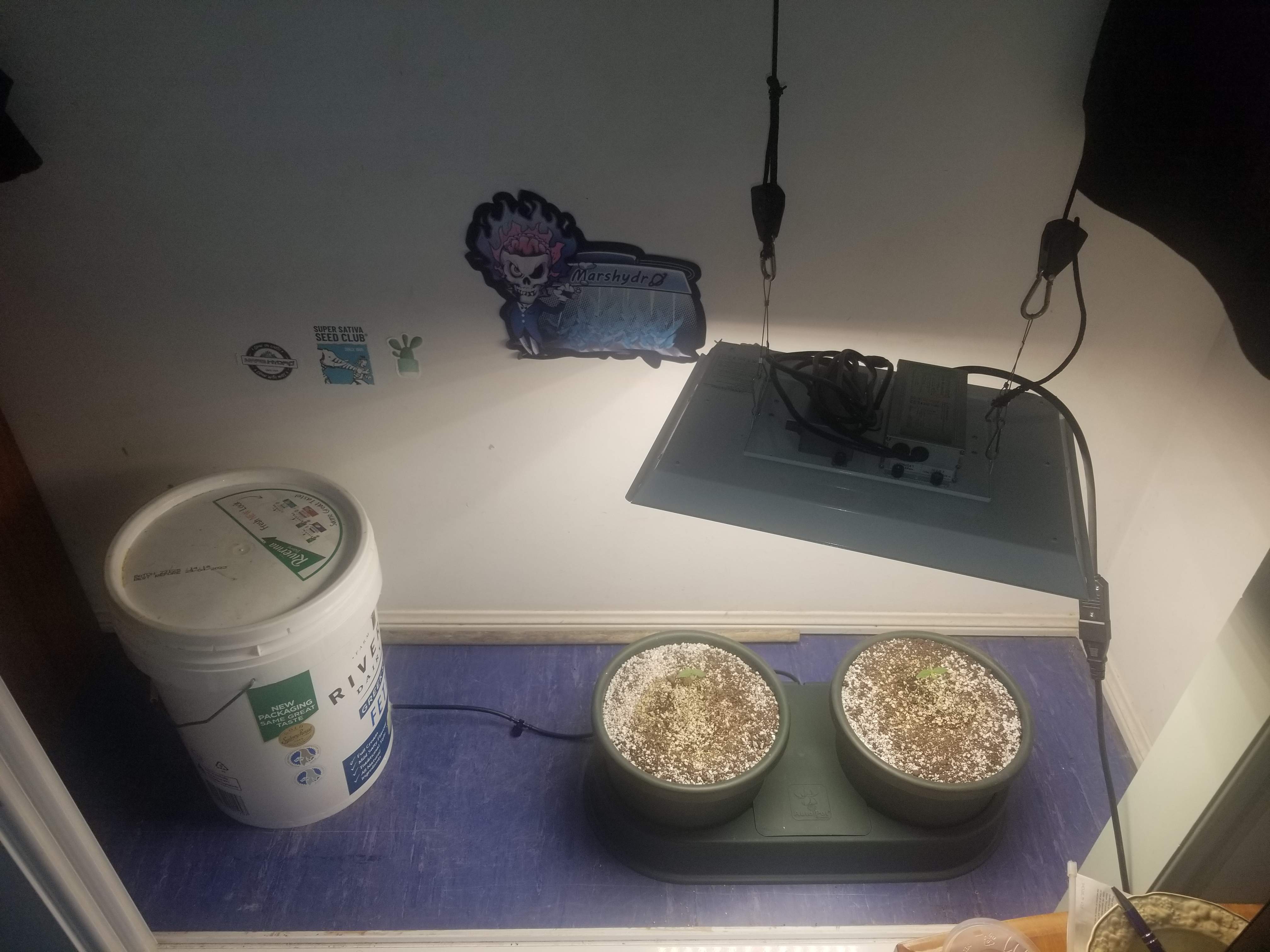 Original Sensible Seeds Alien Moonrocks 2 grow diary (journal) 2 week1 ...