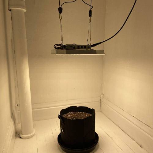 Fast Buds LSD-25 Auto grow journal by WulfGrows - GrowDiaries