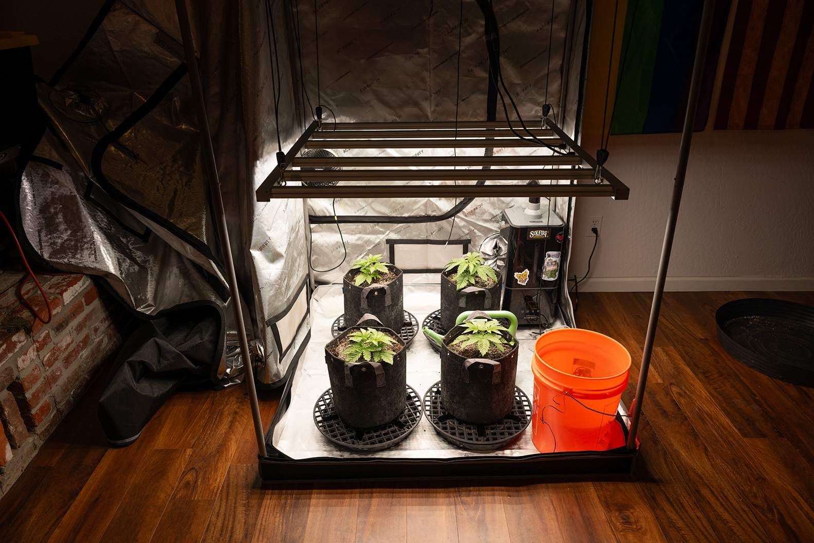 Space Juice / Solfire Gardens: photos - GrowDiaries