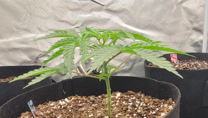 Ice 101 grow journal by Grow4Releaf - GrowDiaries