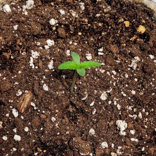 Emerald Triangle Seeds Royal Purple Kush Auto grow journal by ...