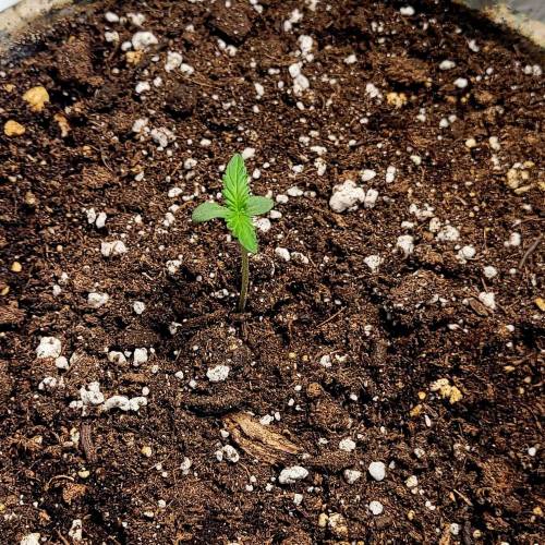 Emerald Triangle Seeds Royal Purple Kush Auto grow journal by ...