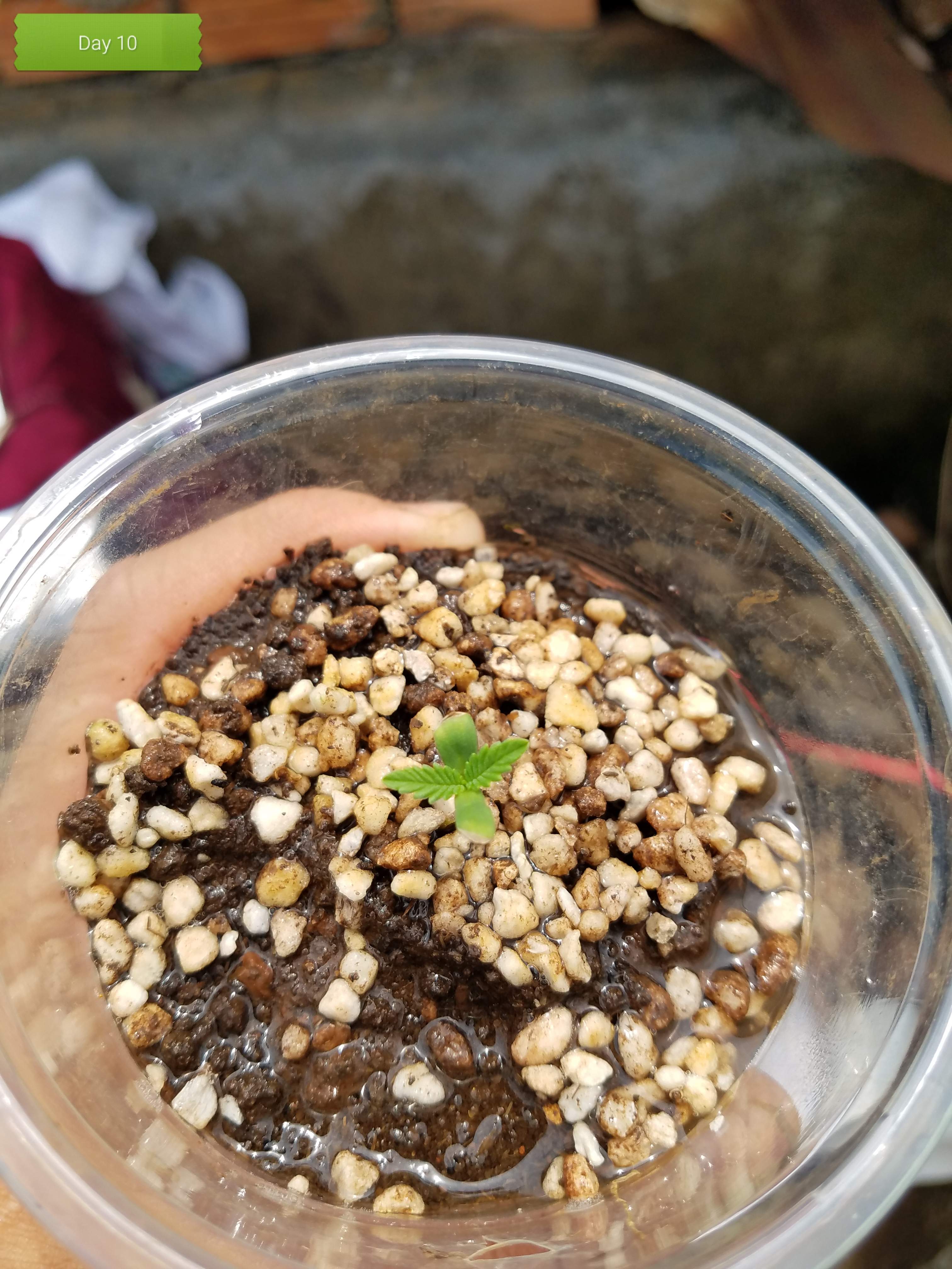 Dinafem OG Kush grow diary (journal) week2 by ku_map - GrowDiaries