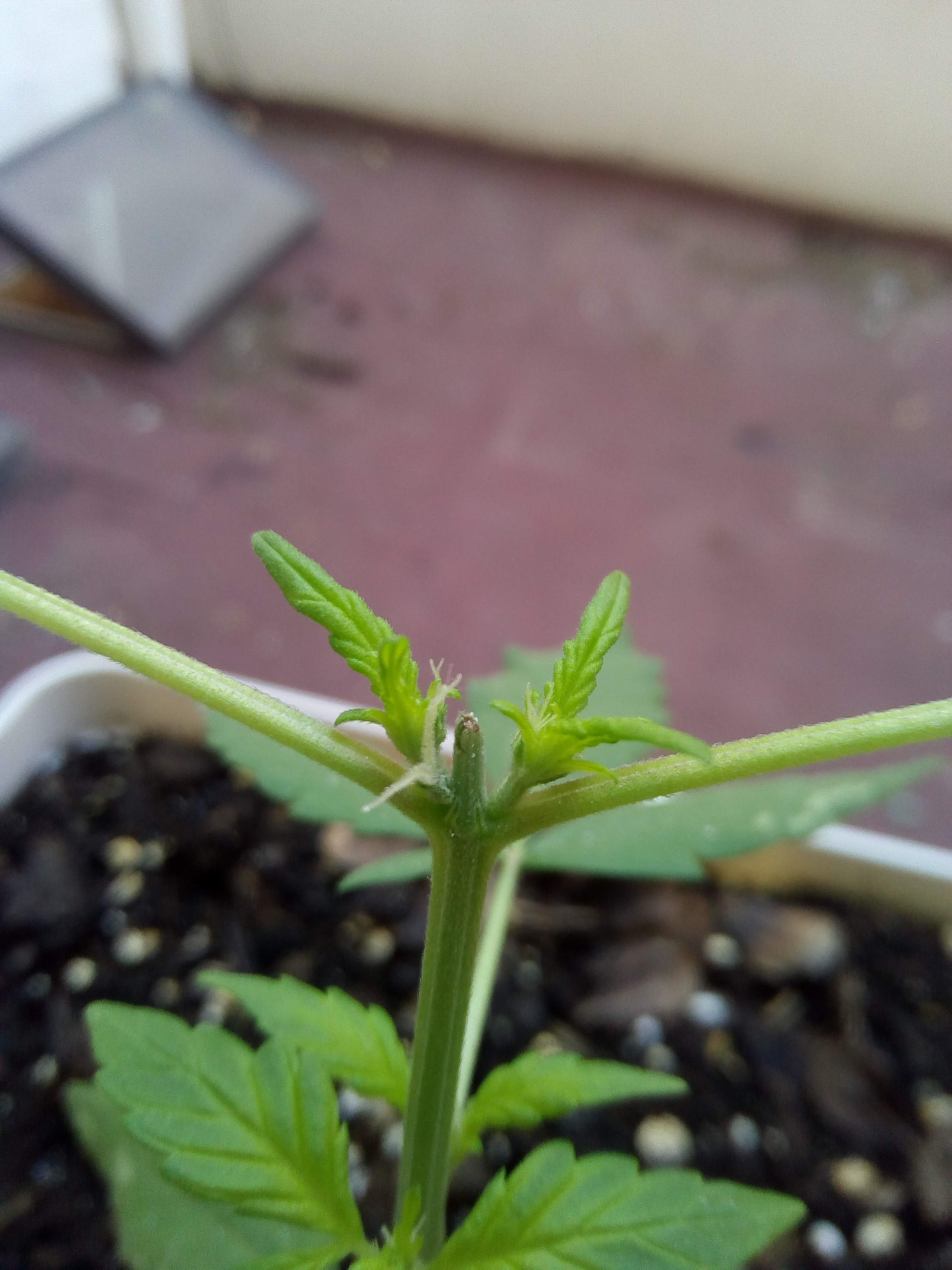 Sweet Seeds Red Poison Auto grow diary (journal) week3 by Beanztalk ...