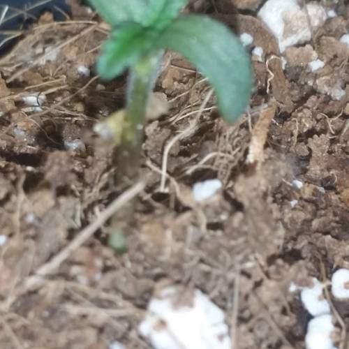 Malawi Gold grow journal by PottingShed - GrowDiaries