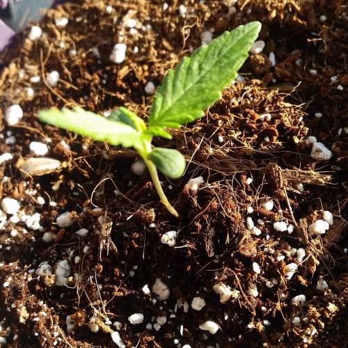 Malawi Gold grow journal by PottingShed - GrowDiaries