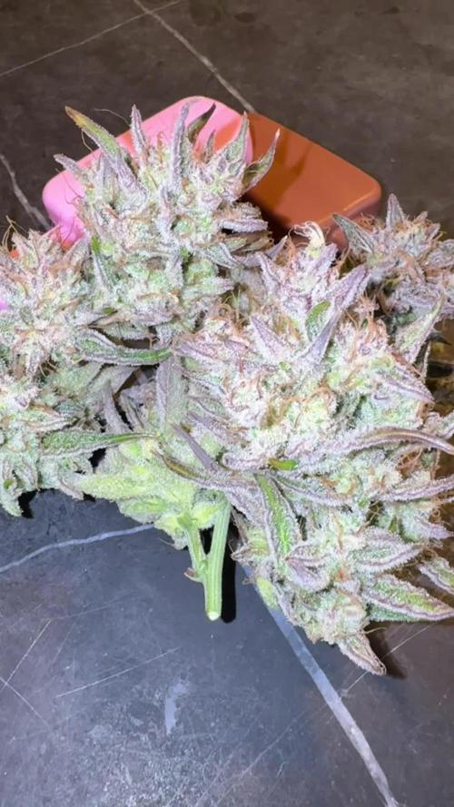 Gelato Auto Seeds by Fast Buds - GrowDiaries