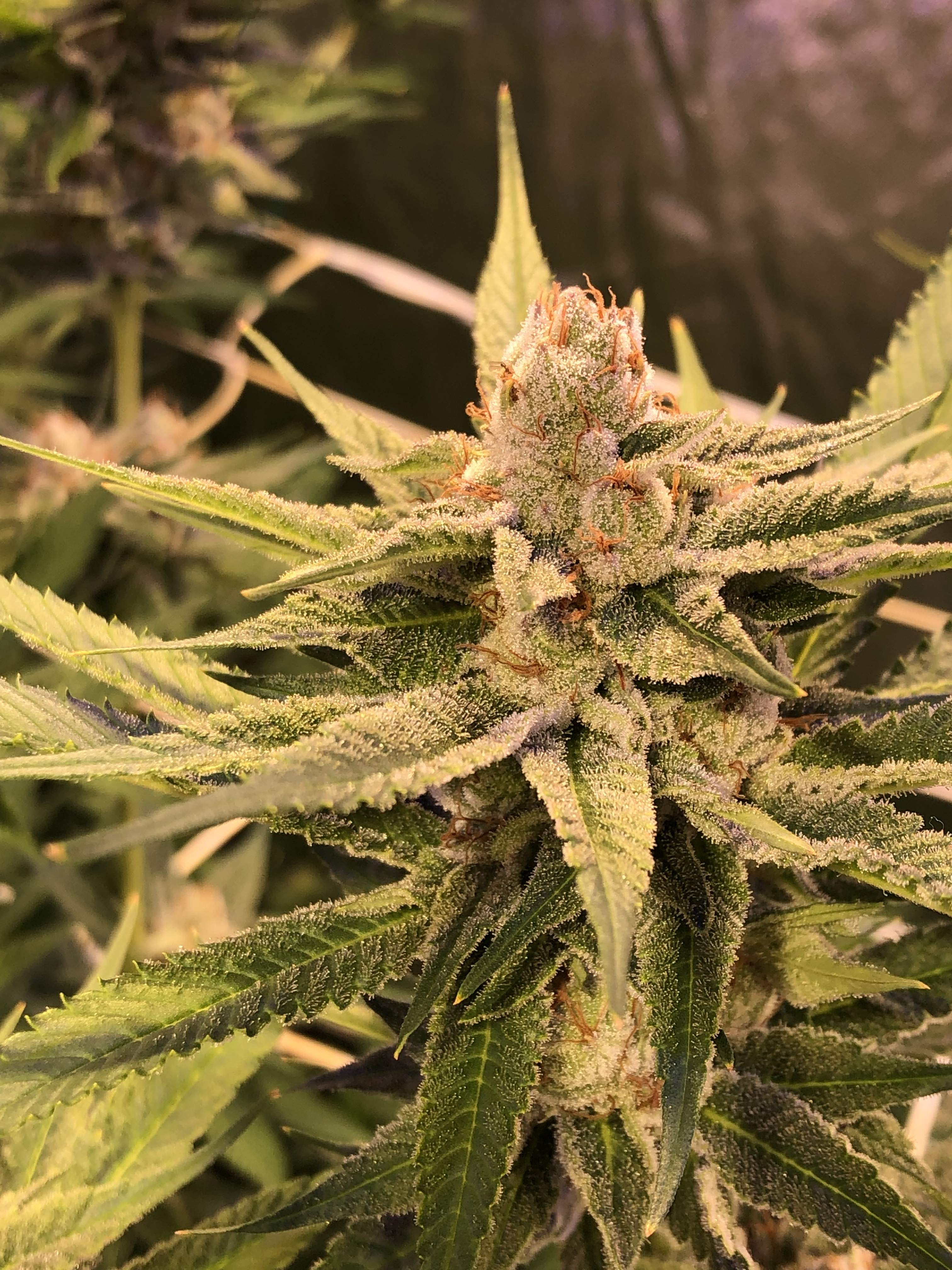 Banana Punch grow diary (journal) week7 by Bountykiller420 - GrowDiaries