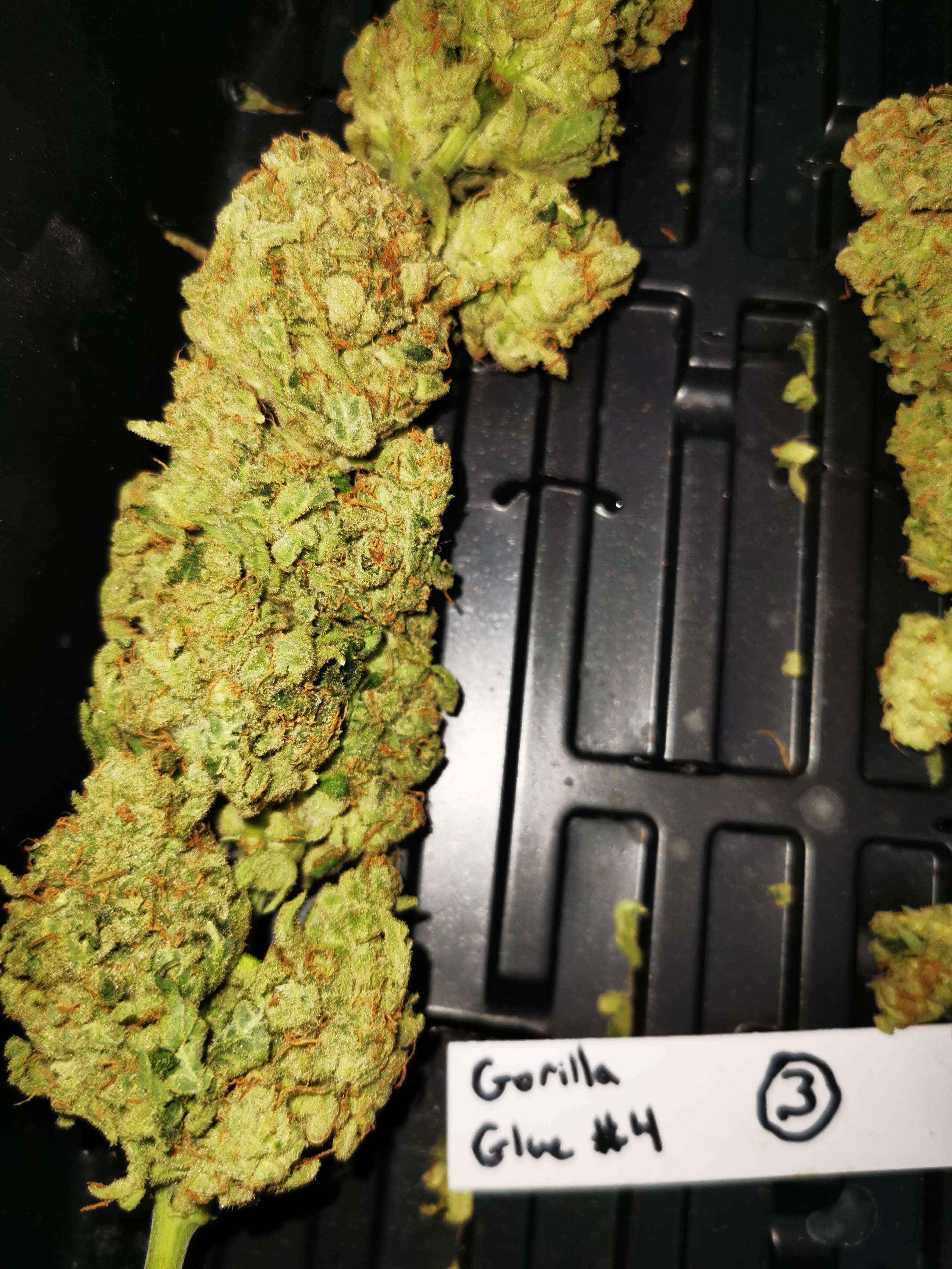 Original Sensible Seeds Gorilla Glue #4 grow diary (journal) harvest26 ... Original Sensible Seeds Gorilla Glue #4 grow diary (journal) harvest26 ...