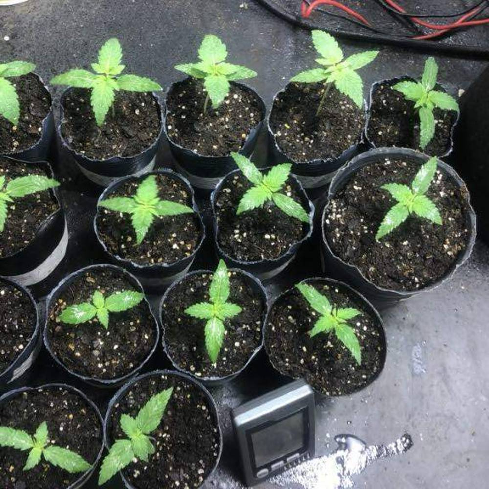 Crystal METH, Six Shooter Auto, Moby Dick Auto grow journal by Ferxxx ...